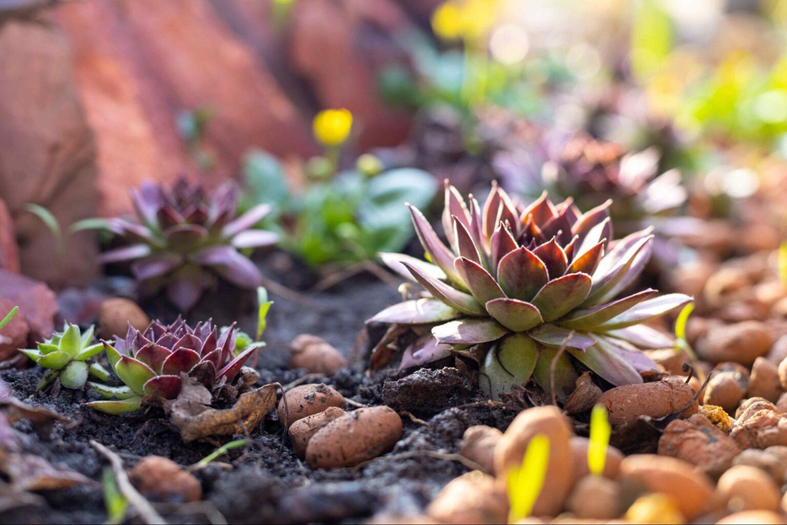 Embracing Nature's Resilience: The Beauty of Native Plants in Arid ...