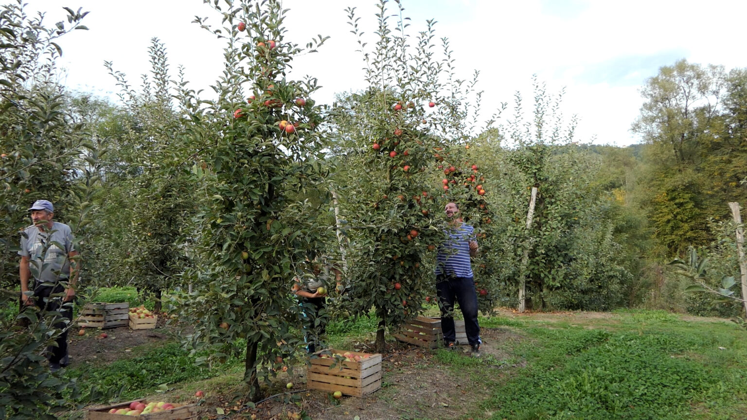 The Benefits of Planting Virus-Tested Apple Trees - Growing Magazine