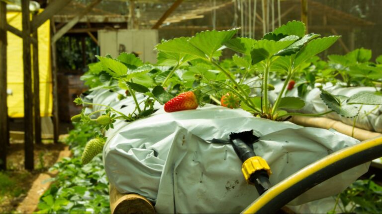 A Successful Greenhouse Strawberry Production: A Detailed Guide ...