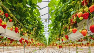 A Successful Greenhouse Strawberry Production: A Detailed Guide ...