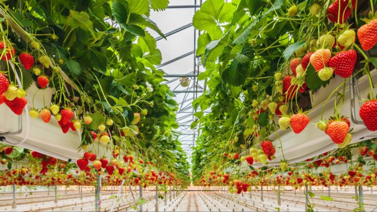 A Successful Greenhouse Strawberry Production: A Detailed Guide ...