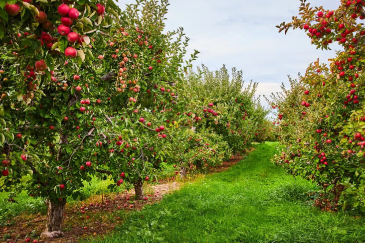 Growing Your Own Orchard: Sustainable Ways to Harvest More at Home ...
